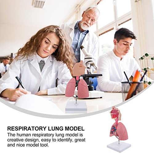 iplusmile 1pc Respiratory Biologic Education Classroom Study Model ...
