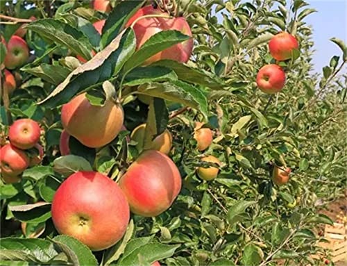 Rare Apple Tree Seeds 30+ Seeds Red Delicious Apple Seed Fruit Plant ...
