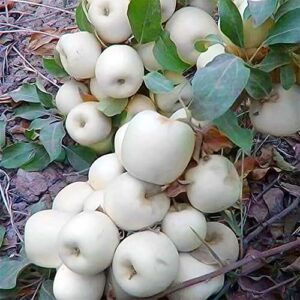 QAUZUY GARDEN 20 Rare White Apple Seeds (Malus Domestica) Non-GMO Rare ...