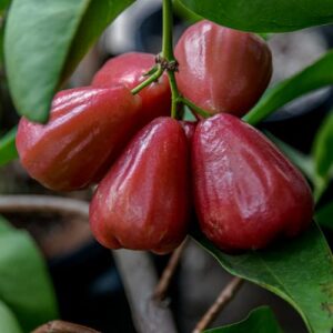 Live Red Rose Apple Plant, Red Wax Apple Tree Plant, 2 Ft Tall Sweet ...