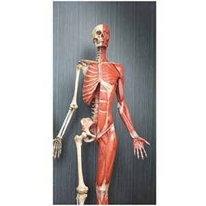 Anatomy Model Female Anatomy Figure - Human Muscle Skeleton Painting ...
