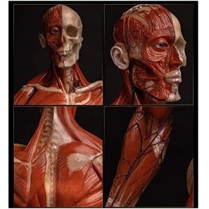 Anatomy Model 23.6 Inch Male Anatomy Figure - Human Muscle Skeleton ...