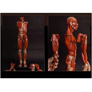 Anatomy Model 23.6 Inch Male Anatomy Figure - Human Muscle Skeleton ...