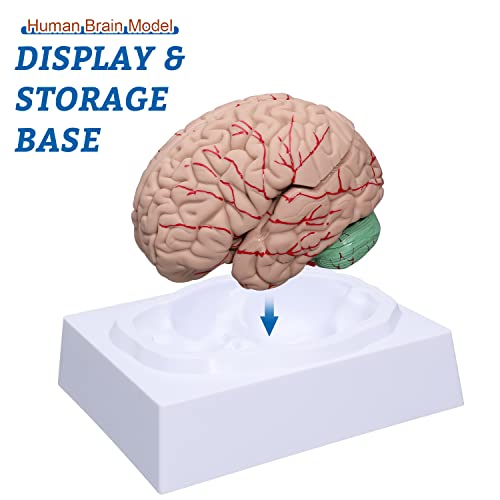 Brain Anatomy Model Life Size Human Brain Model 8-Part Neuroscience ...