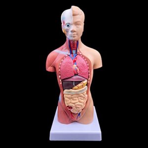 XINDAM Human Torso Model, Anatomically Accurate Body Model Human Torso ...