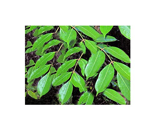 10 Seeds Gumbo Limbo Tropical Super Rare - Bonsai Sub Tropical ...