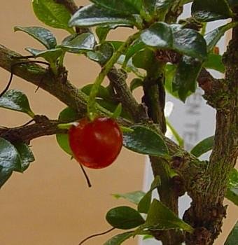 Bonsai Archives - The Indoor Nursery