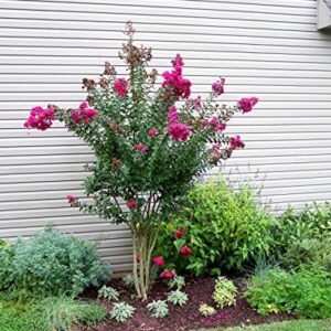 1195D-Dwarf Red-Rocket Crape Myrtle (Lagerstroemia Indica) Seeds by Robsrareandgiantseeds ...