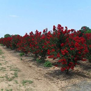 1195D-Dwarf Red-Rocket Crape Myrtle (Lagerstroemia Indica) Seeds by Robsrareandgiantseeds ...