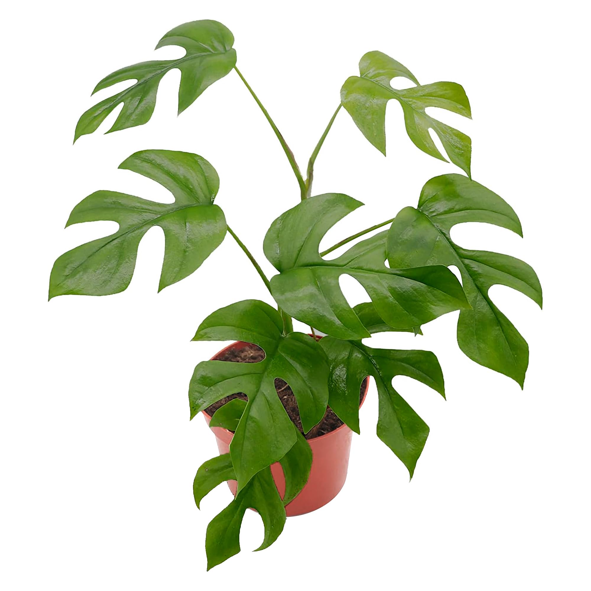 Shop and Save on California Tropicals Tetrasperma - The Rare Mini ...