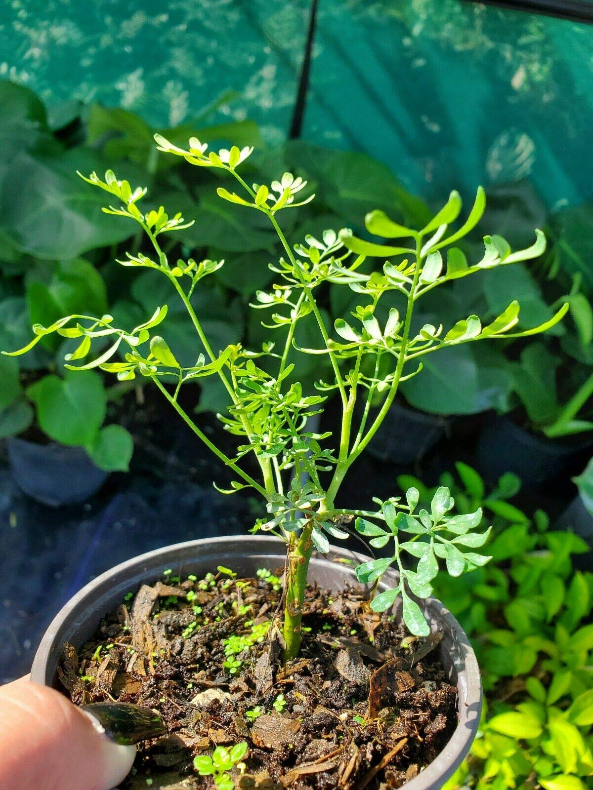 Plant, Ruda Plant Common Rue Ruta graveolens Herb of Grace 5 to 7 ...