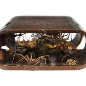 RESCUE! Spider Traps – Catches Brown Recluse, Hobo Spiders, Black ...