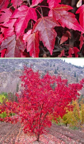 Seeds - Flame Amur Maple, Acer ginnala Flame, Tree 30 Seeds (Fall Color ...