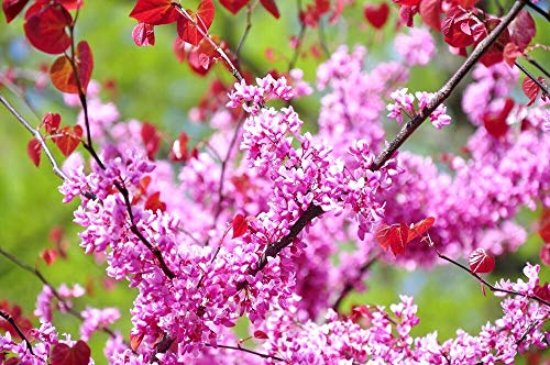 Eastern Redbud Tree Sakura Bonsai American Redbud Cercis Canadensis 15 ...
