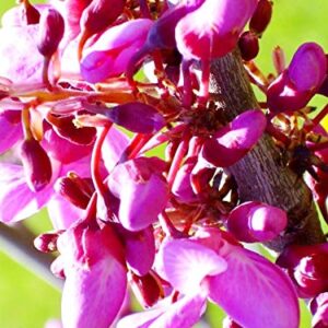 Eastern Redbud Tree Sakura Bonsai American Redbud Cercis Canadensis 15 ...