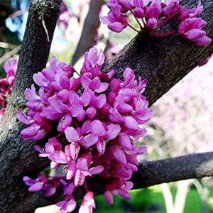Eastern Redbud Tree Sakura Bonsai American Redbud Cercis Canadensis 15 ...