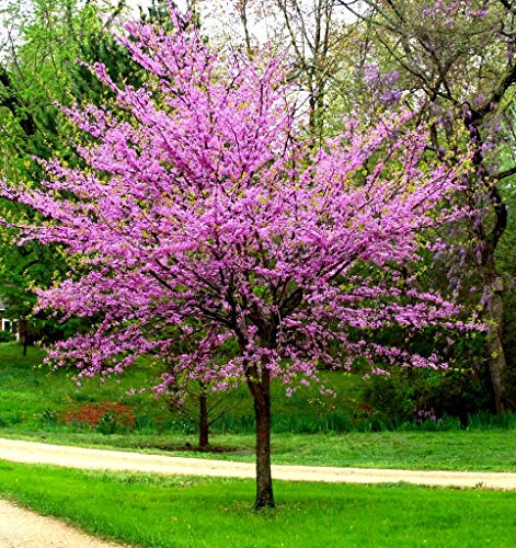 Eastern Redbud Tree Sakura Bonsai American Redbud Cercis Canadensis 15 ...