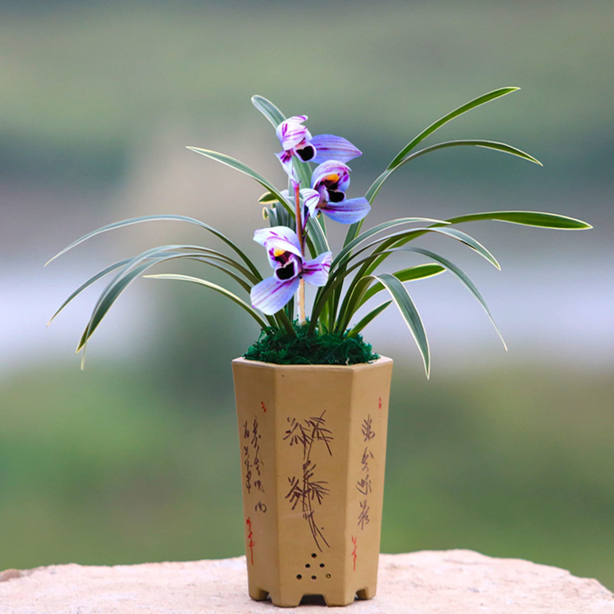 Indoor Plants, Orchids Plants Live—Exotic Easy Species, Gardening Gifts ...