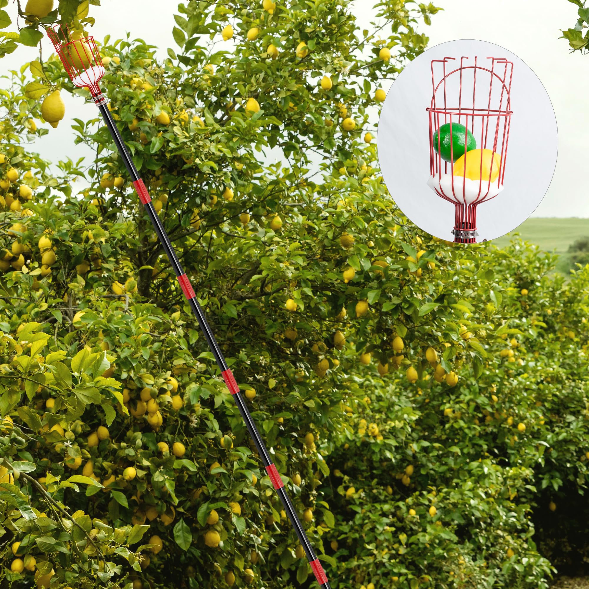 Fruit Picker Pole with Basket - Adjustable Fruits Picker Too for Mango ...