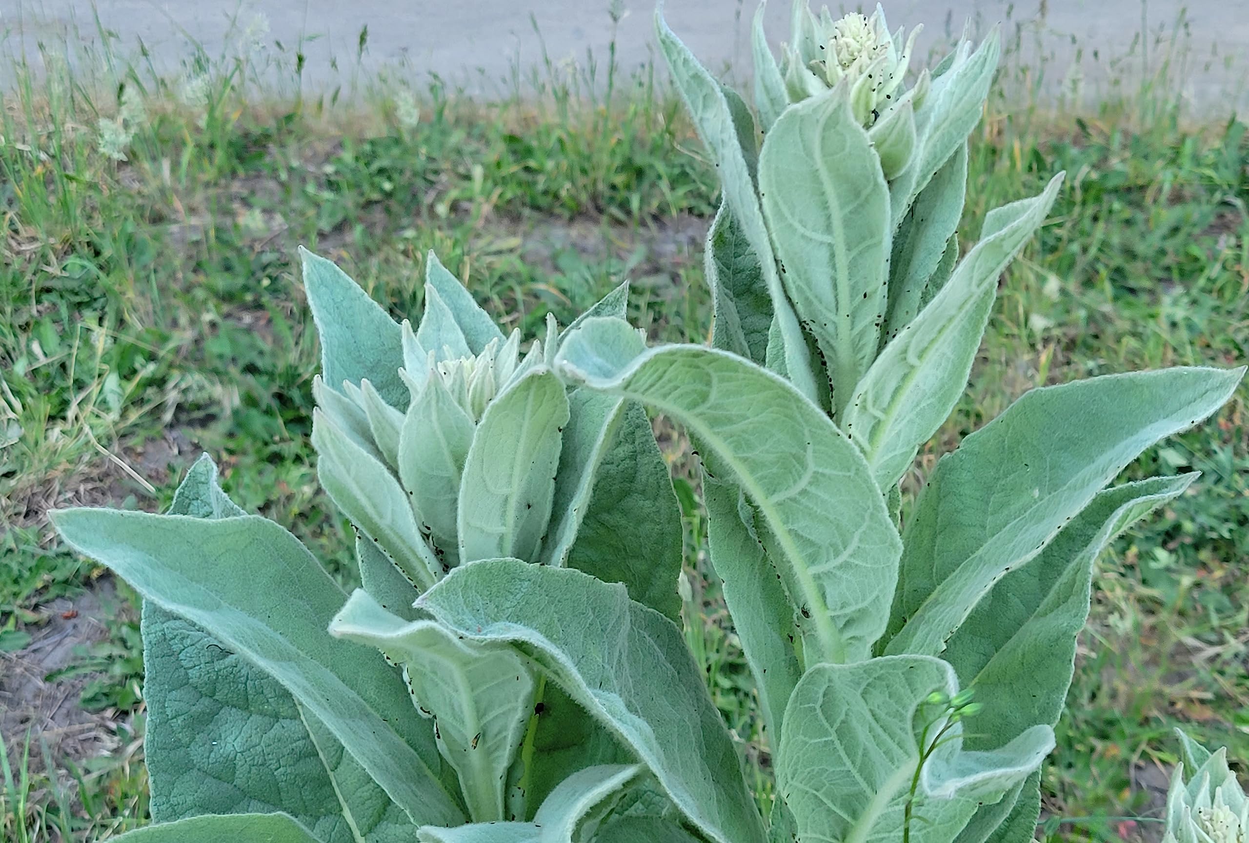 1000 Great Mullein Seeds (Verbascum Thapsus) — 🛍️ The Retail Market
