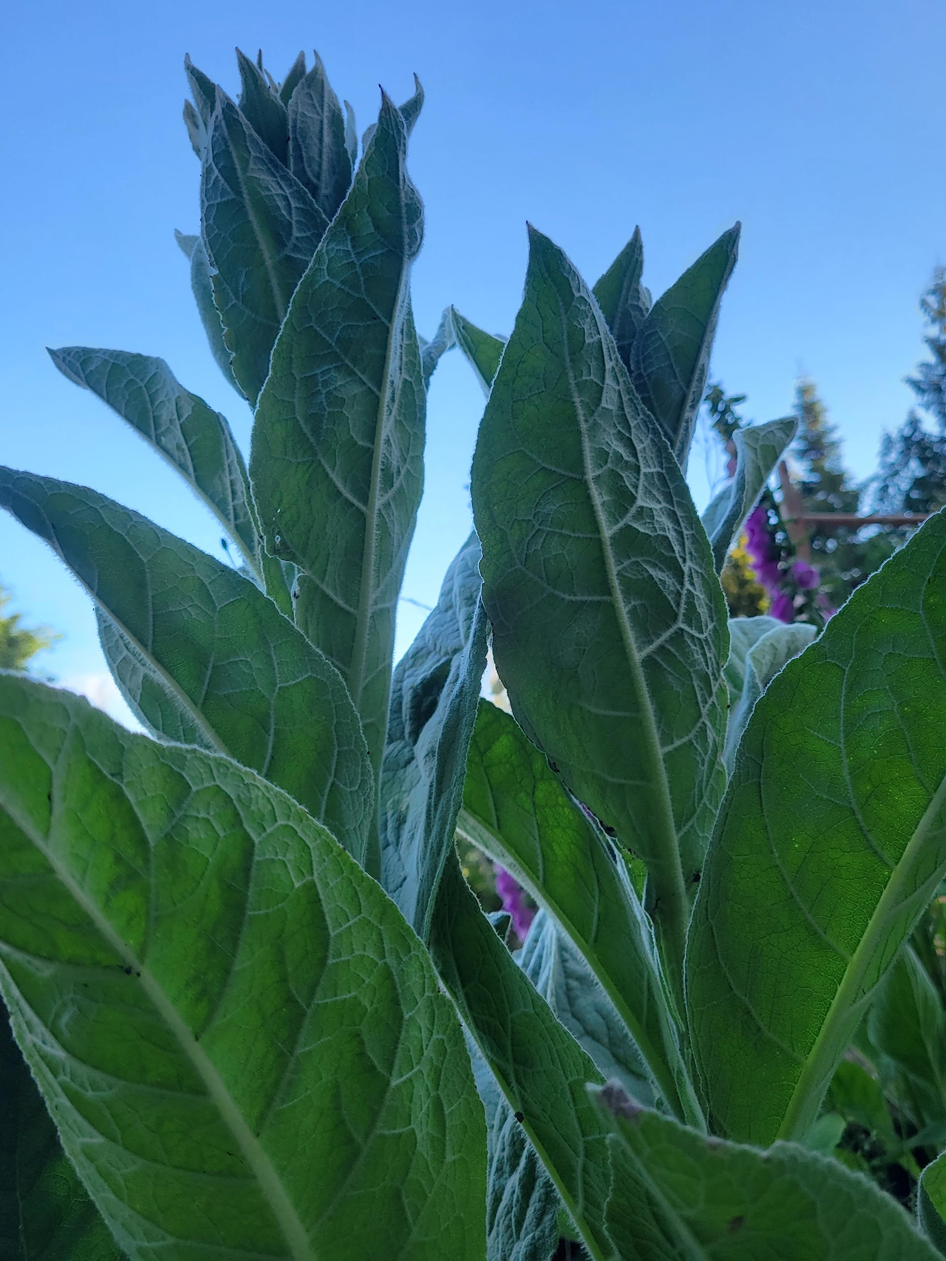 1000 Great Mullein Seeds (Verbascum Thapsus) — 🛍️ The Retail Market