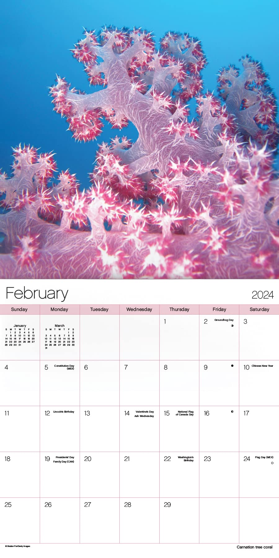 Ocean Life Calendar 2024 - Deluxe 2024 Marine Animals Wall Calendar ...