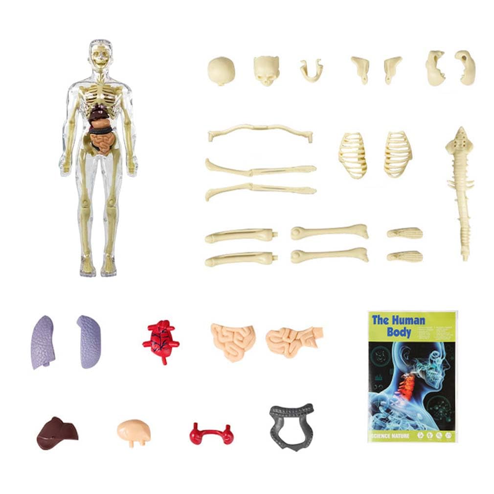 3D Human Body Torso Model for Kid Anatomy Model Skeleton, Medical Torso ...