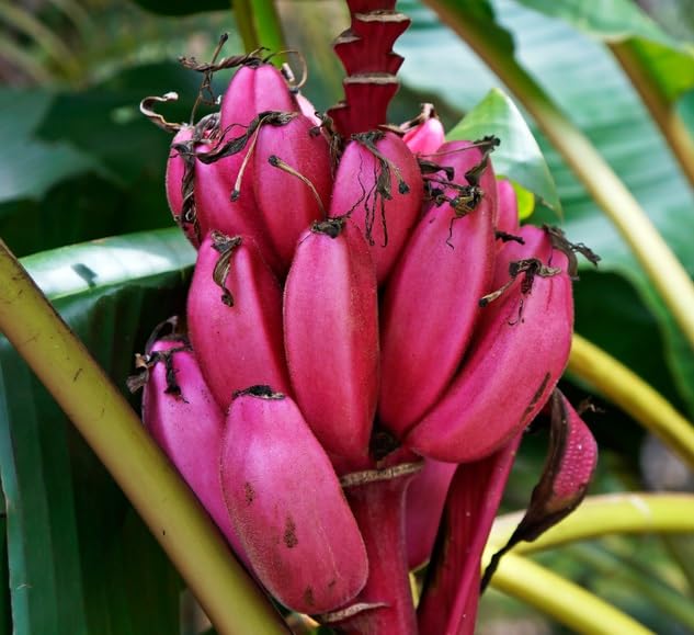 Dwarf Pink Banana Tree Seeds for Planting (5 Seeds) - Musa velutina — 🛍 ...