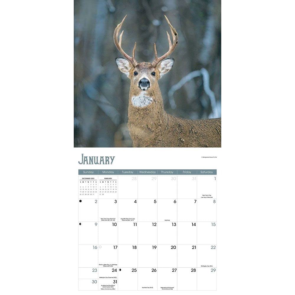 Carousel Calendars, White Tailed Deer 2022 Wall Calendar — 🛍️ The ...