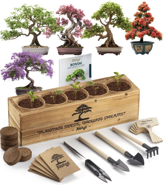 Bonsai Tree Kit – 5X Unique Japanese Bonzai Trees | Complete Indoor ...