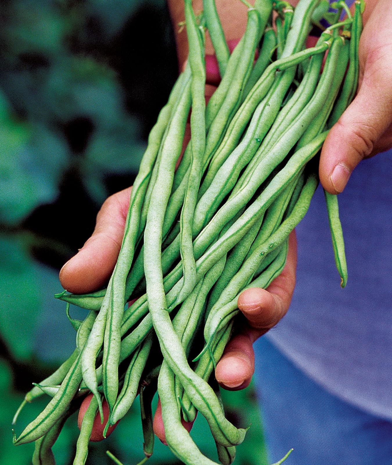 Burpee Fortex Pole Bean Seeds 2 ounces of seed — 🛍️ The Retail Market