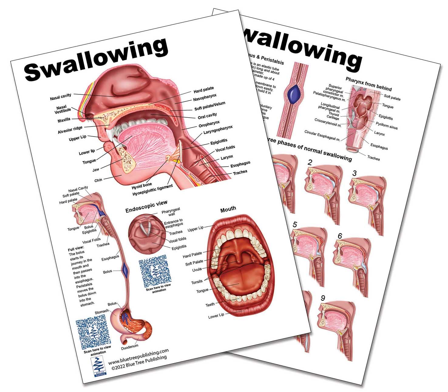 Blue Tree Publishing Swallowing anatomy education With QR Codes to see active animation (A4 ...