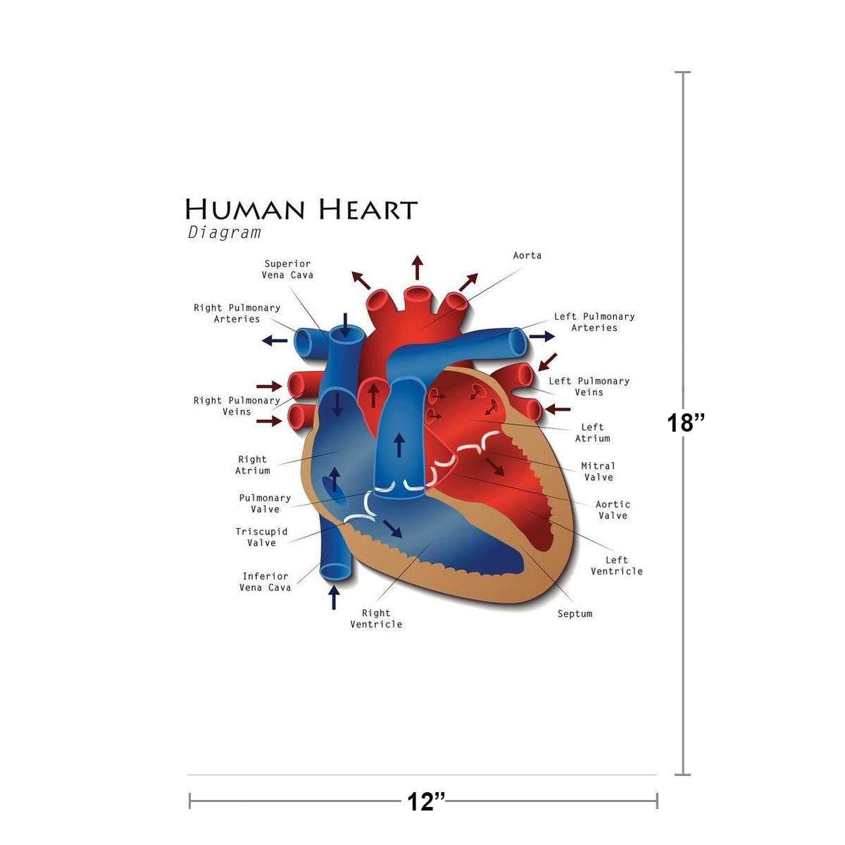 Human Heart Diagram Anatomy Diagram Educational Chart Cool Wall Art ...