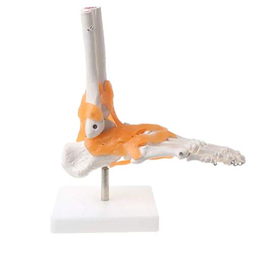 Life Size Human Foot Joint Model with Ligaments Human Anatomical ...