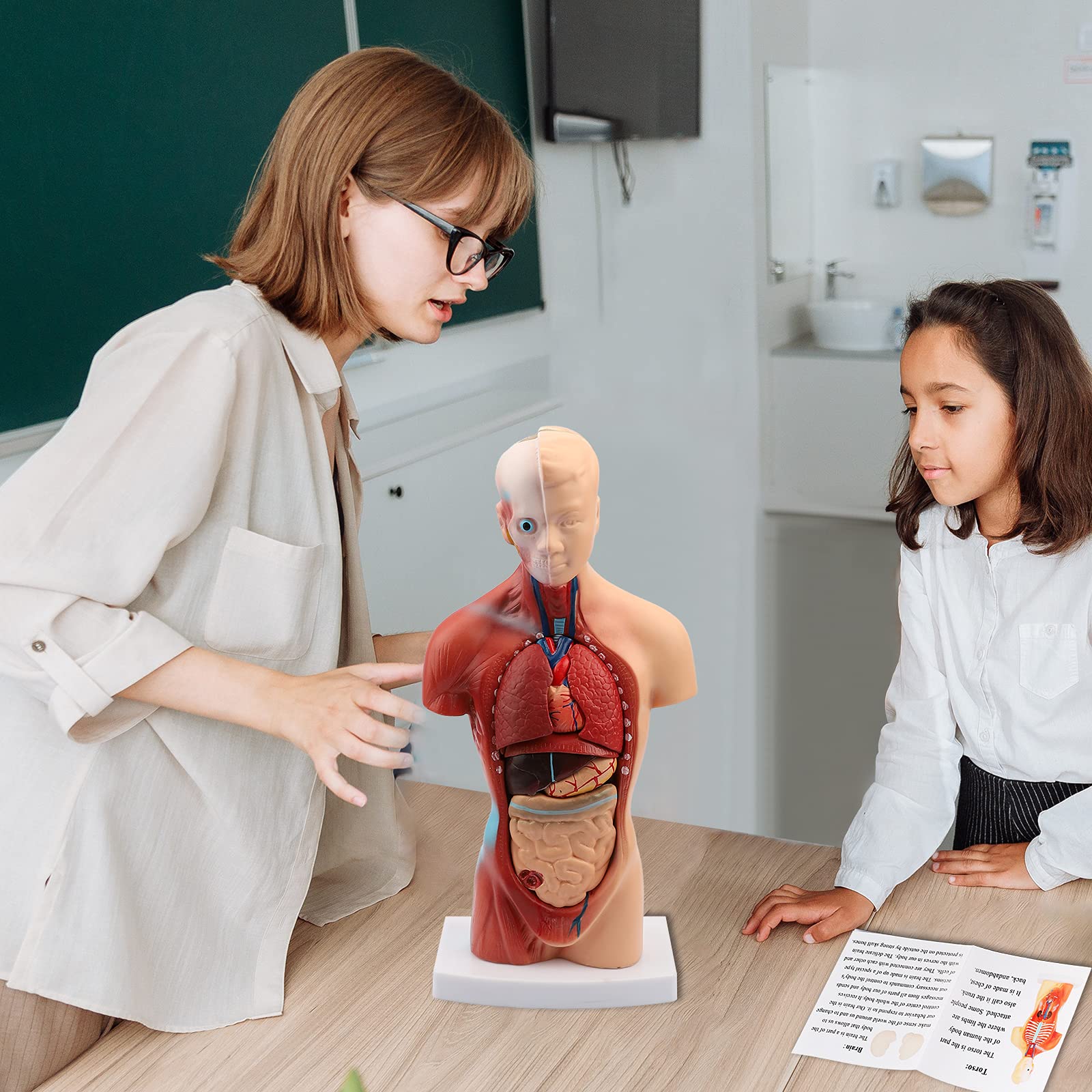 Human Body Model Removable Anatomy Model Teaching Medical Education 15 ...