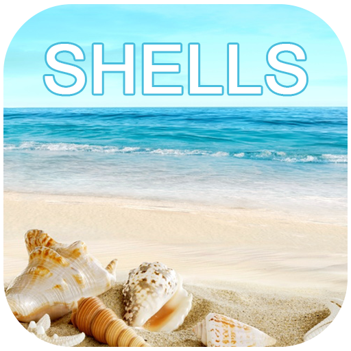 Wonderful Shells Wallpaper 4K — 🛍️ The Retail Market