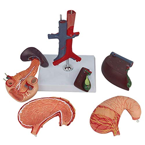 Educational Model, Assembly Educational Model Hepatopancreatic Duodenal ...