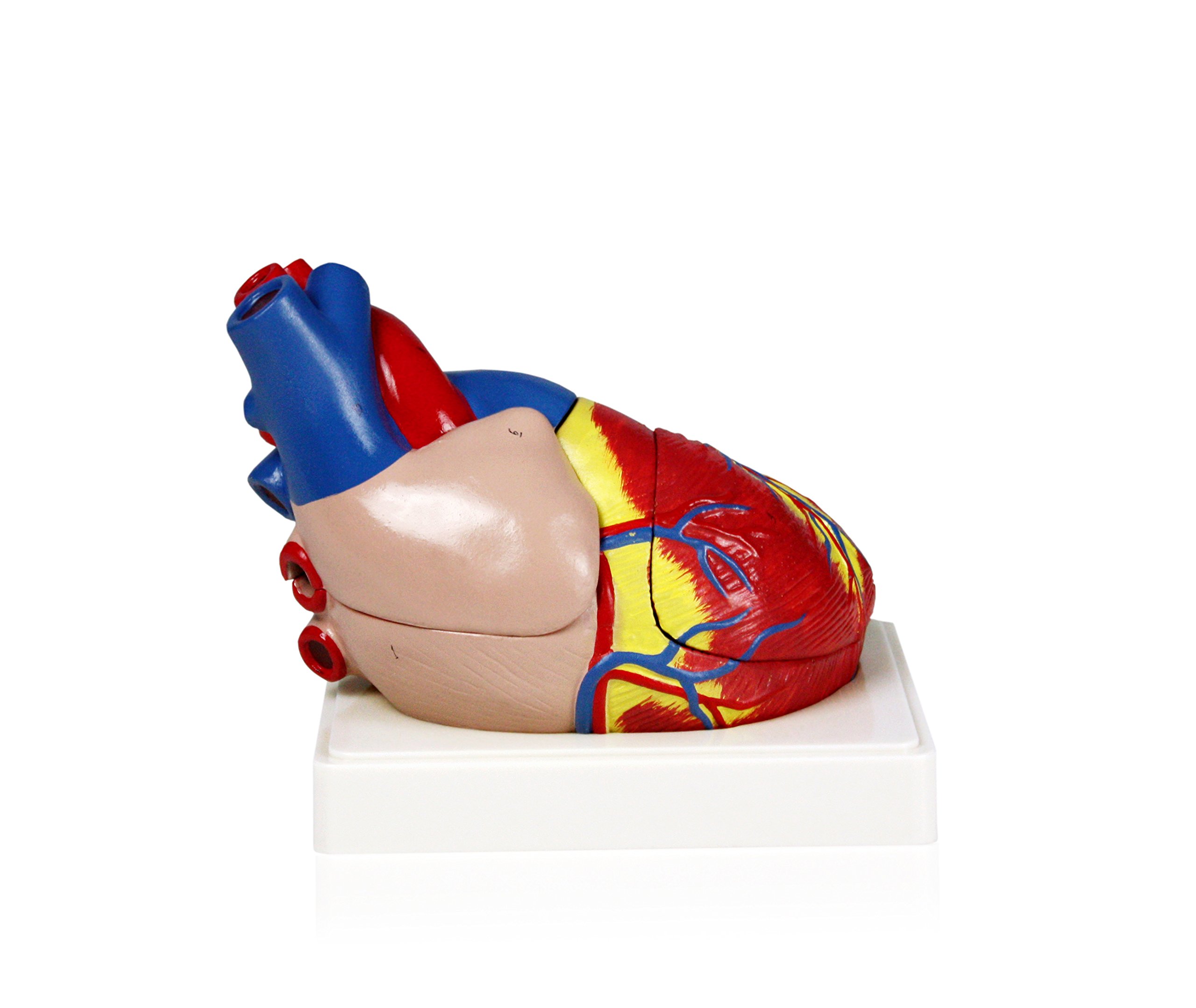 Parco Scientific PB00070 Human Heart Model | 3 Parts, 3X Life Size ...