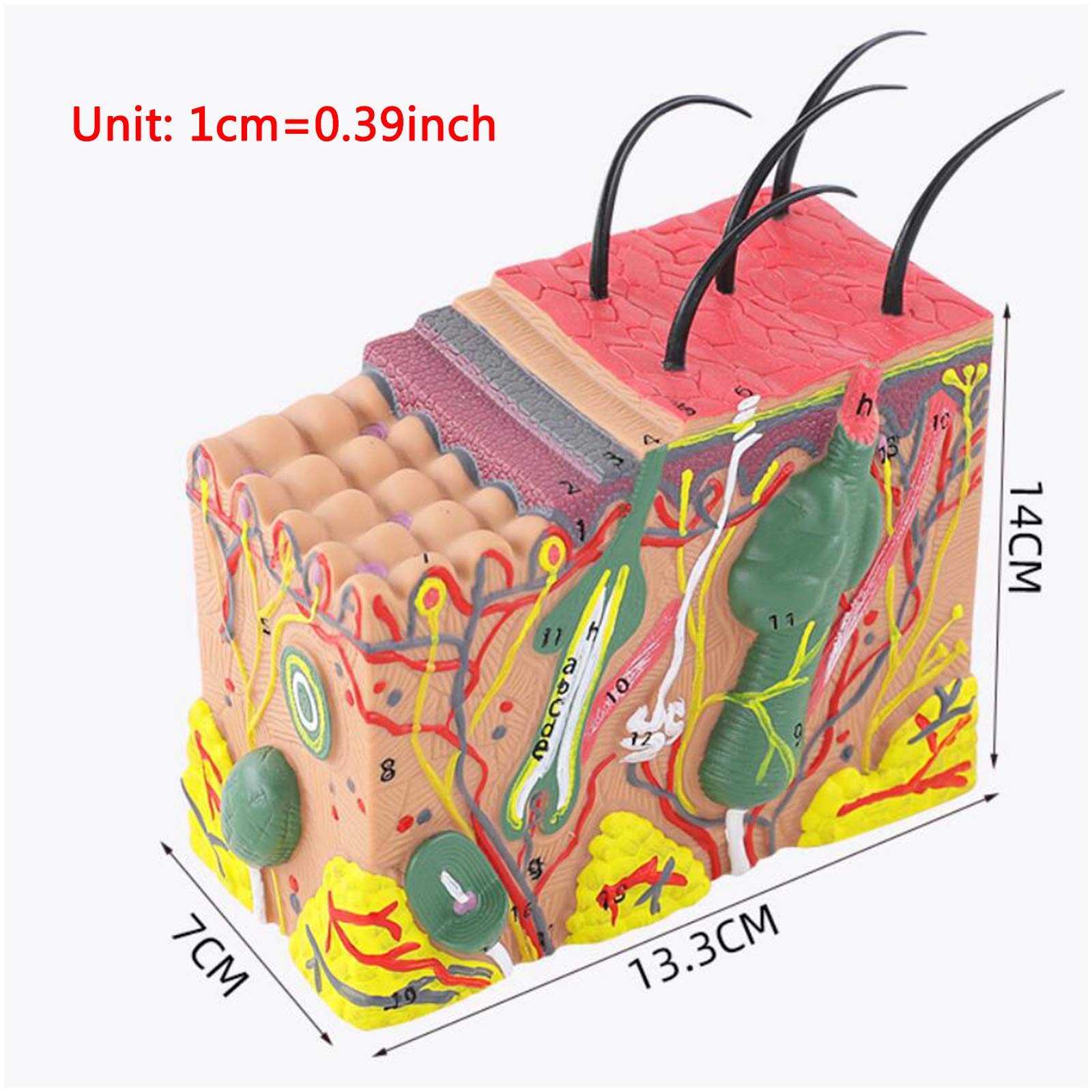 Skin Model - 35X Enlarged Anatomical Model - Human Skin Anatomy Model ...