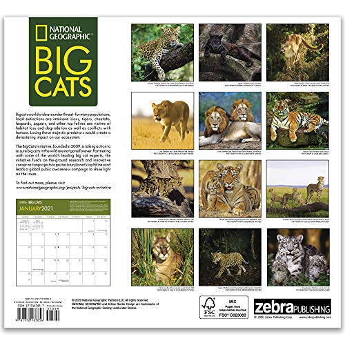 National Geographic Big Cats 2021 Wall Calendar — 🛍️ The Retail Market